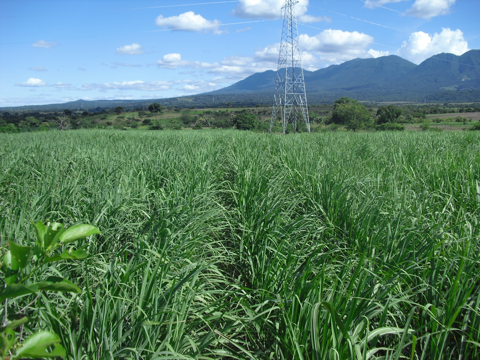 Los Rabanes: Producción de rábano de una forma económica