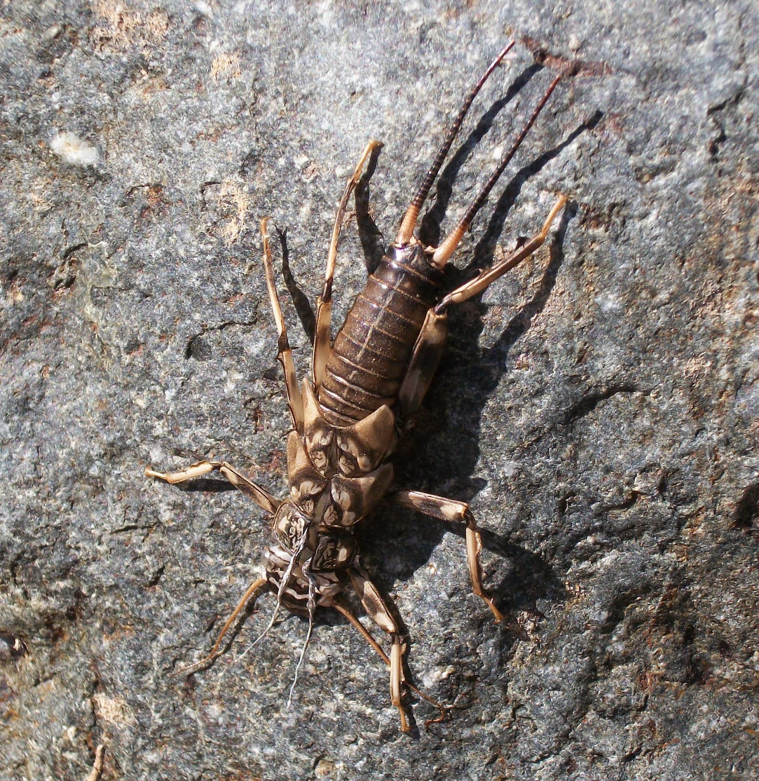 Jon Baiocchi Fly Fishing News: The Stub Wing Stonefly