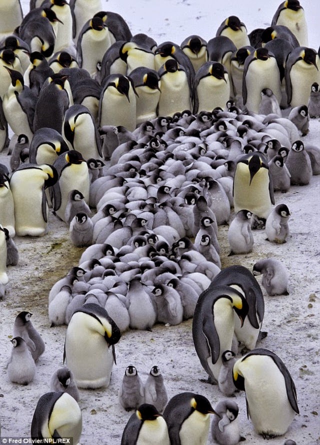 Conmovedor Pingüinos Bebés Se Agrupan Y Sus Padres Forman Una