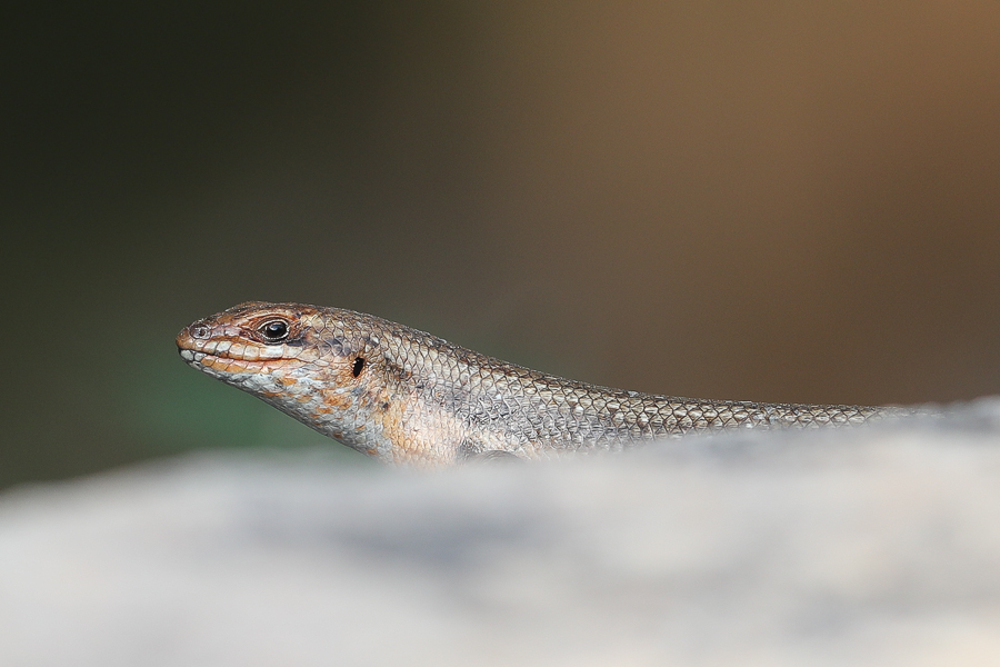 Birds of Saudi Arabia: Schneider’s Skink at Al Mehfar Park - Thanoumah
