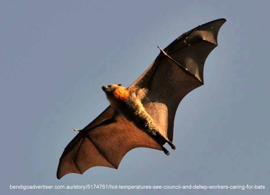 Bat Issues | Hot temperatures see council and DELWP workers caring for bats