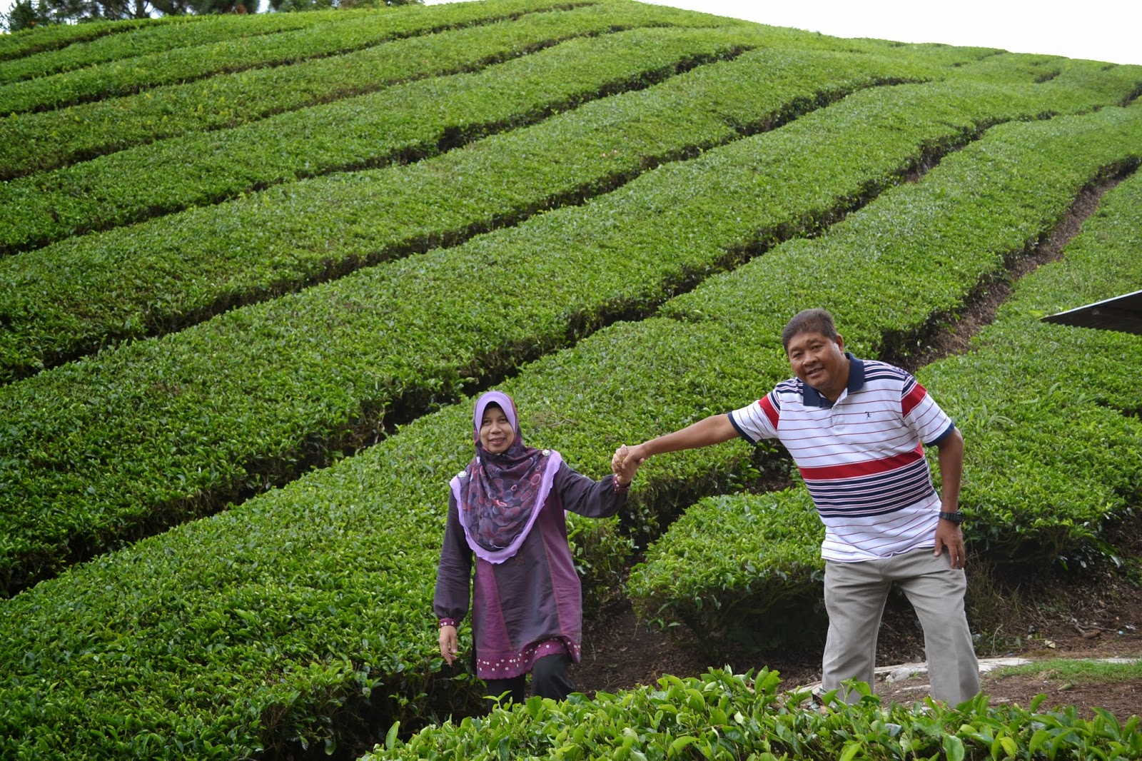 WARNA NOSTALGIA: Ladang Teh Boh Cameron Highland