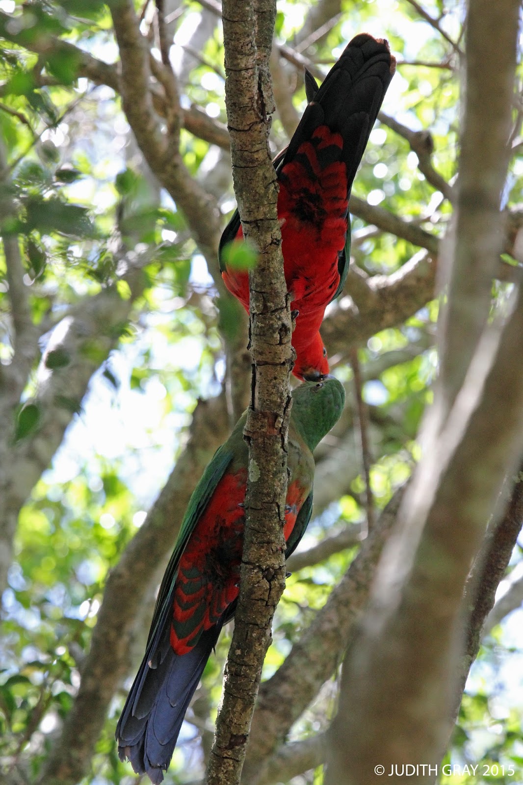 Aussie Backyard Bird Count Charmaine Crt Highfields