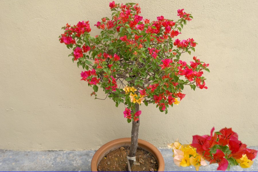 Medium berkongsi informasi: Variasi warna pokok bunga kertas