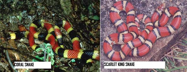 tictacjournal: Animal Adaptations