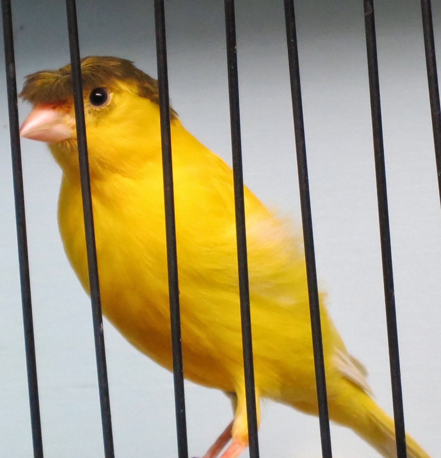 Canary Tales: November 2013