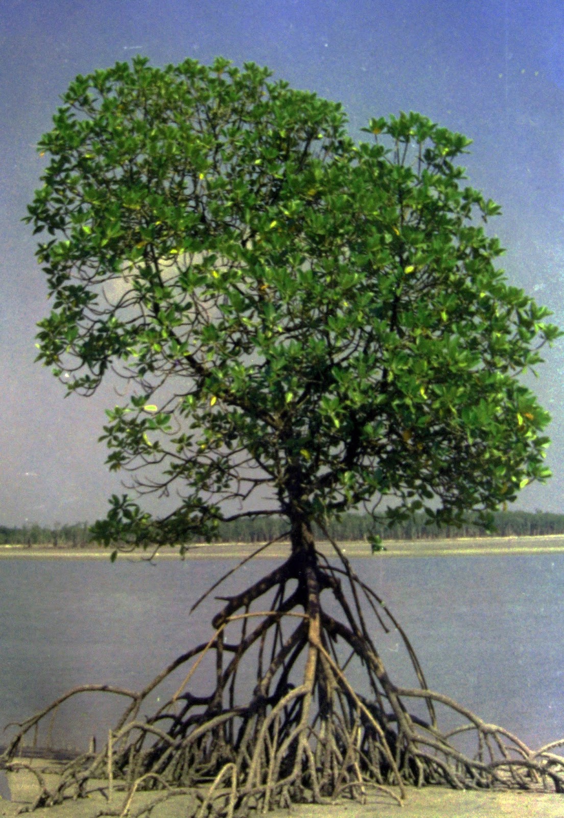 Tiger Tourism Project