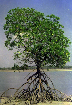 Tiger Tourism Project