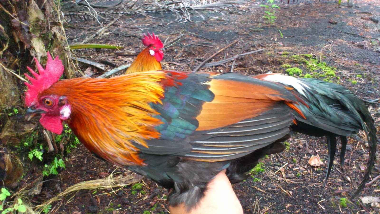 Ide Terpopuler Ayam Katek, Top!