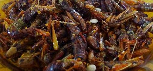 Blog de Wezon: un plat d'insectes que je trouve savoureux