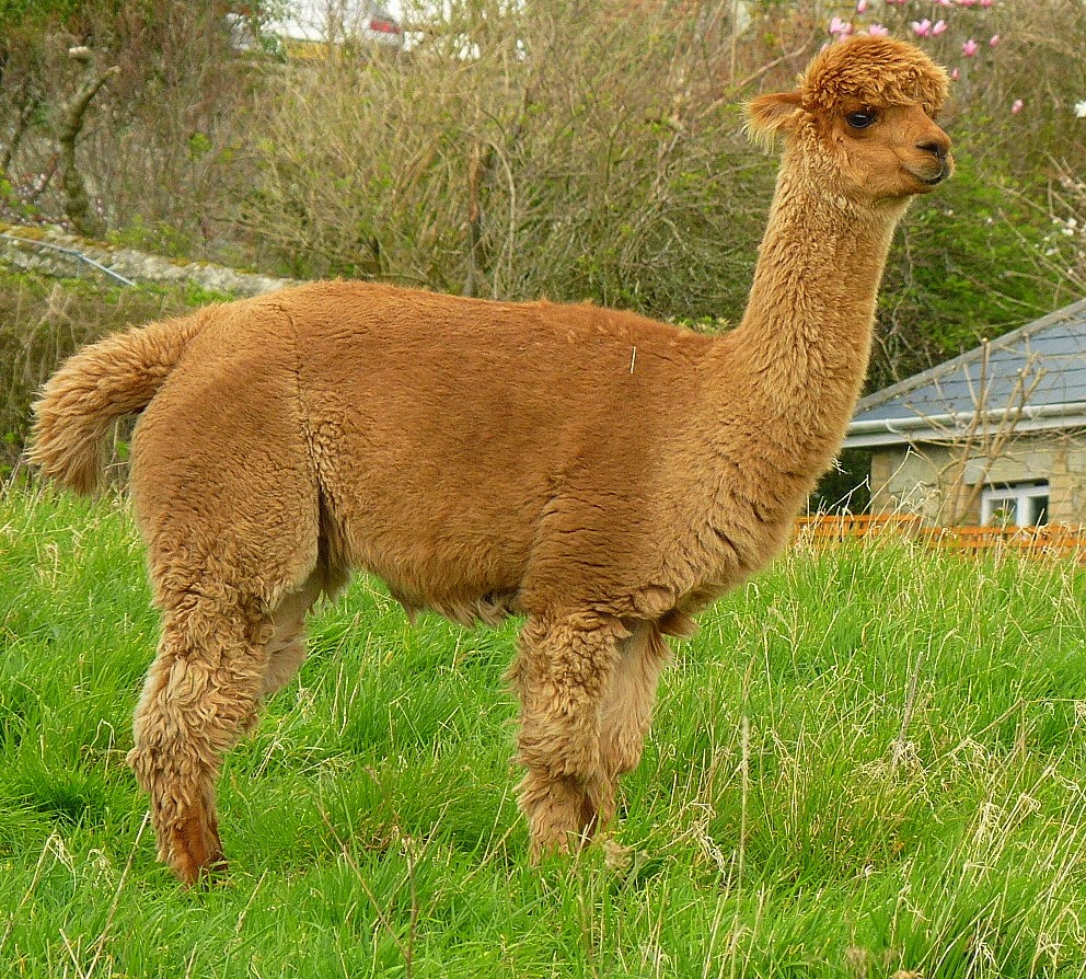 Birding For Pleasure: Alpaca on the Isle of Wight