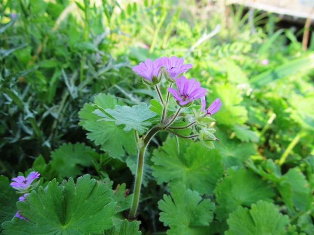 greece's flora: Dovesfoot Cranesbill (Geranium molle)
