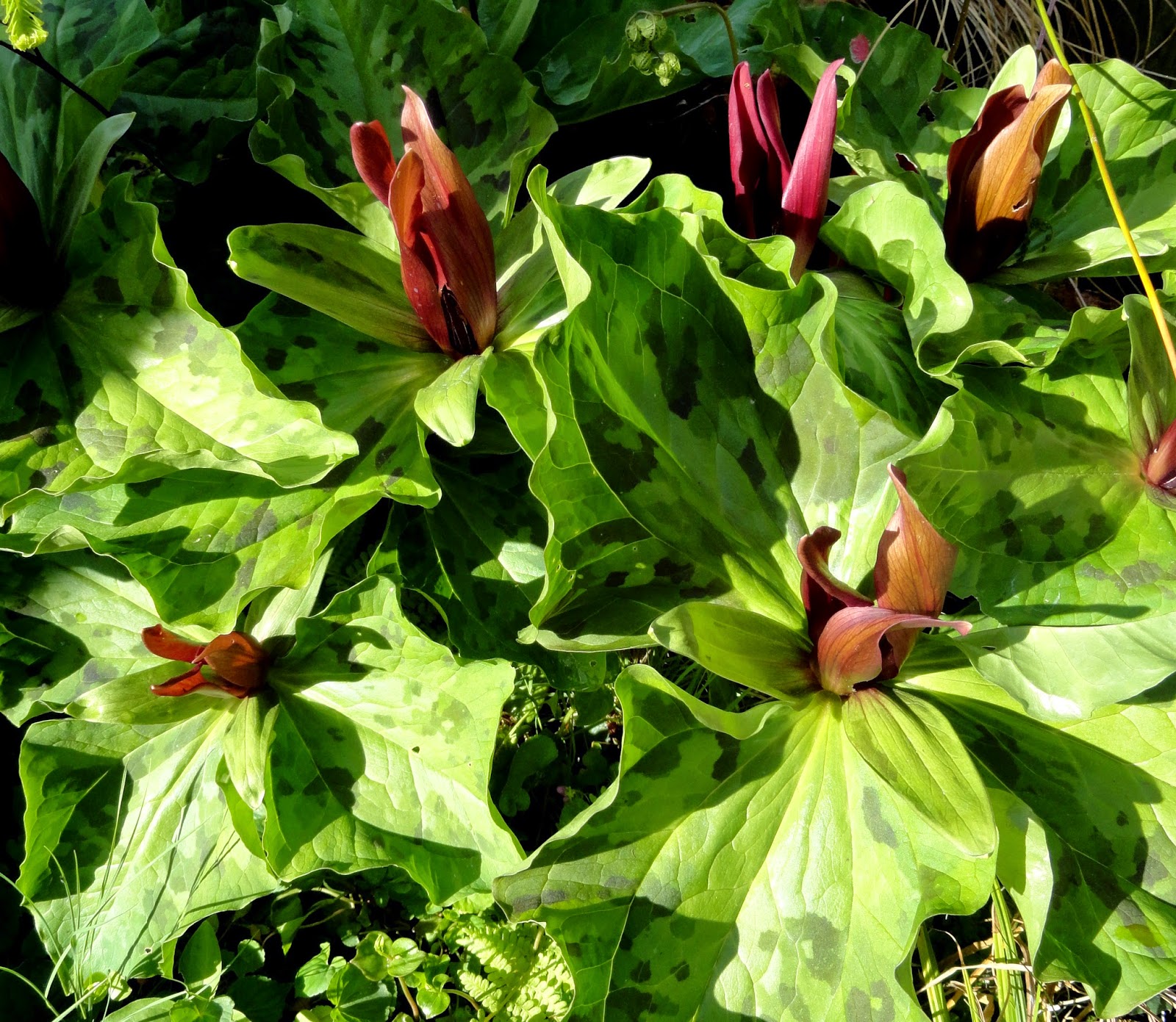 danger garden: An annual outing with my fellow plant lovers...(part 2)