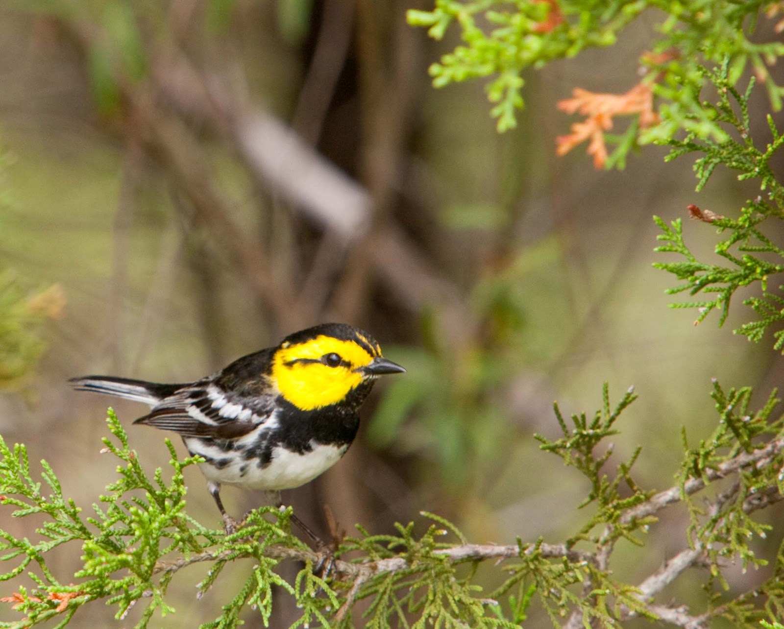 NatureWatch: An Endangered Bird - The Golden-cheeked Warbler