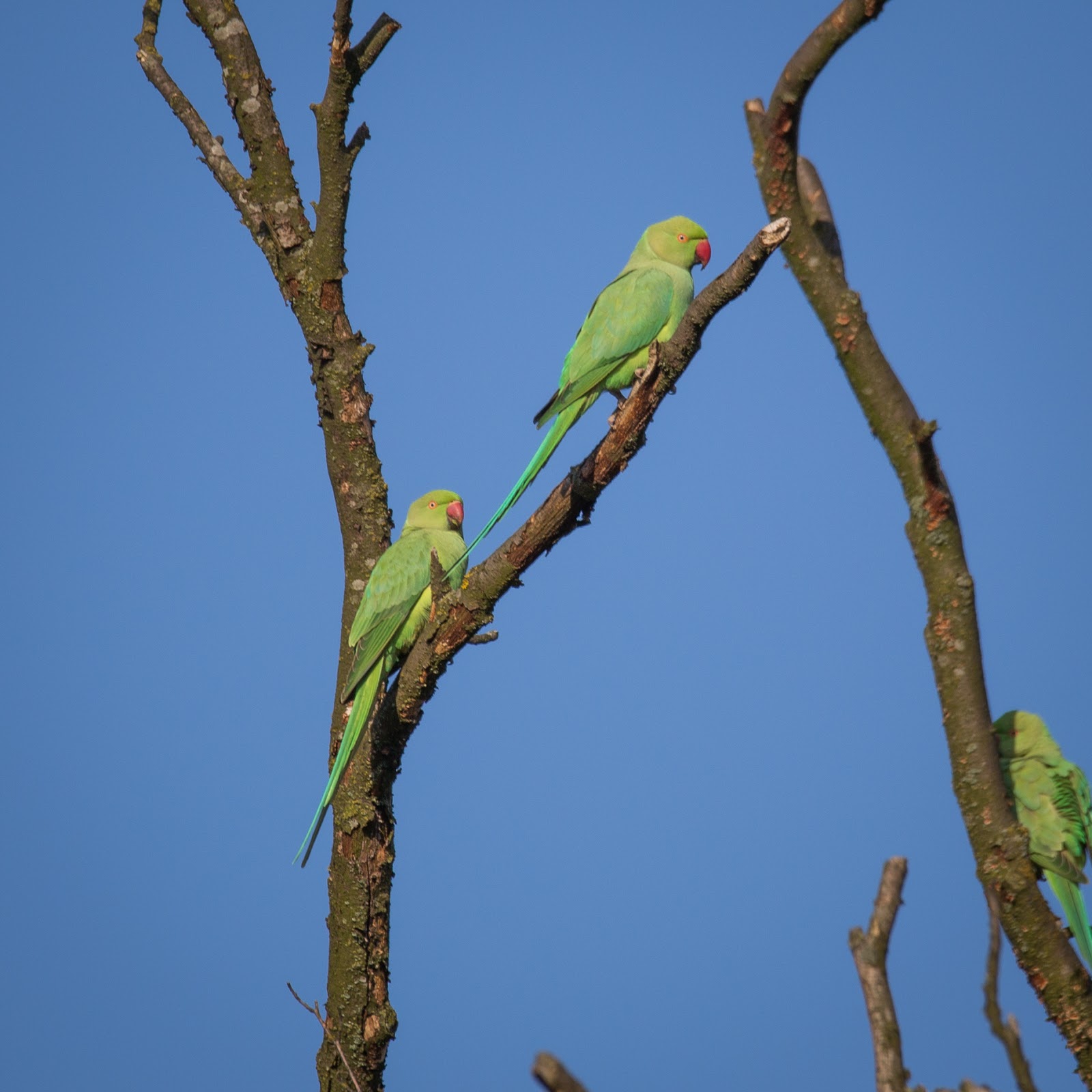 TrogTrogBlog: Bird of the week - Ring-necked parakeet