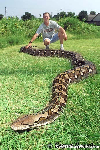 Top 10 Longest Snakes in the World ~ Go4Pix - Funniest Creepiest Coolest