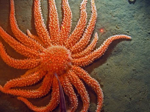 The Echinoblog: The Smithsonian-California Deep-Sea Starfish Connection ...