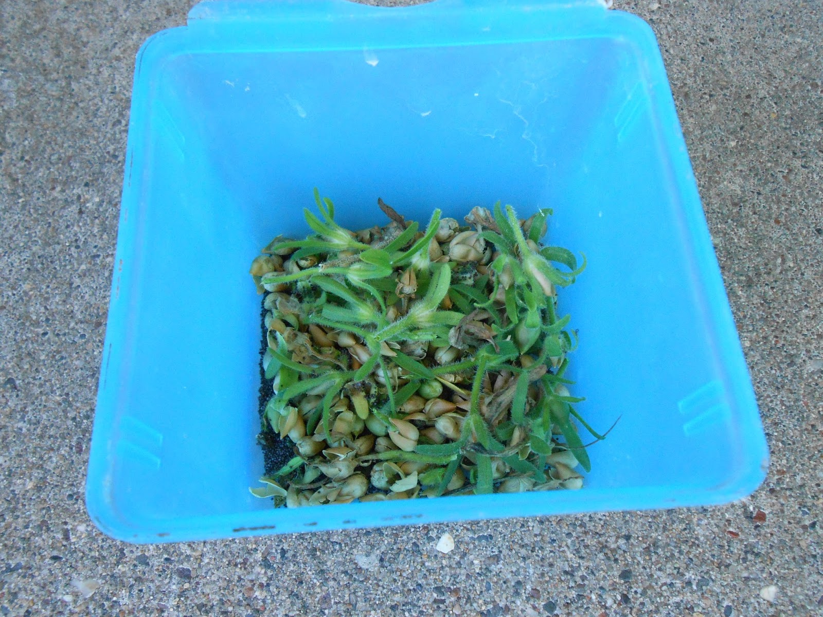 Sproutsandstuff: Saving Petunia Seeds