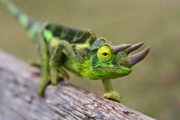 Mundo animal: Camaleões