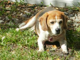 Life With Beagle: Beagle of the Week PLUS senior beagles who need adopting