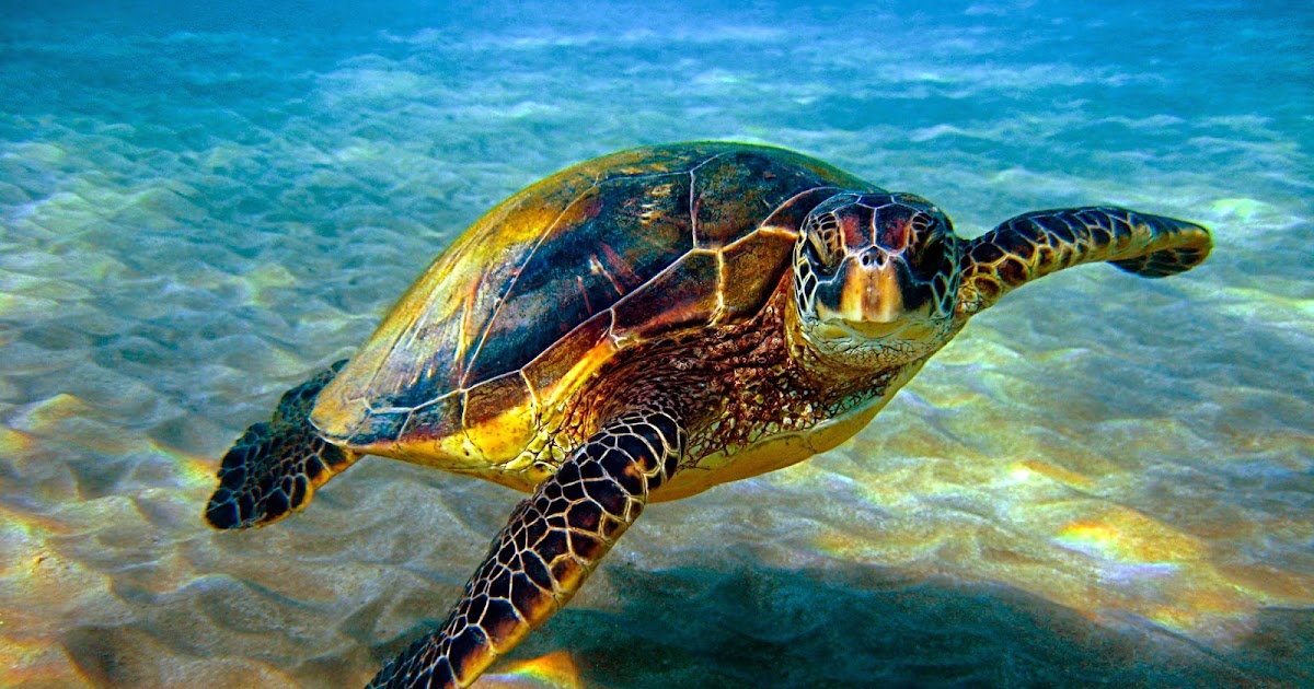 அழுங்காமை (Hawks bill turtle) | Heritage Vembaru