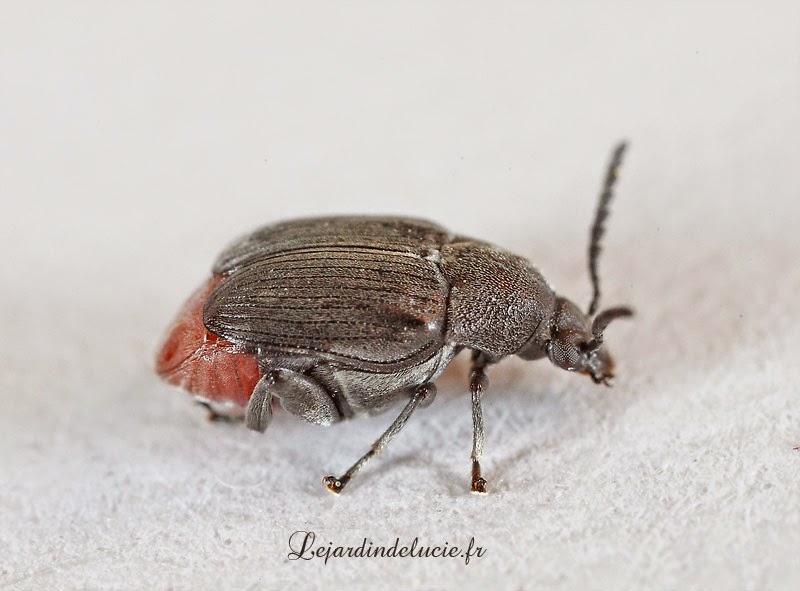 Bruchidius siliquastri, la bruche de l’Arbre de Judée