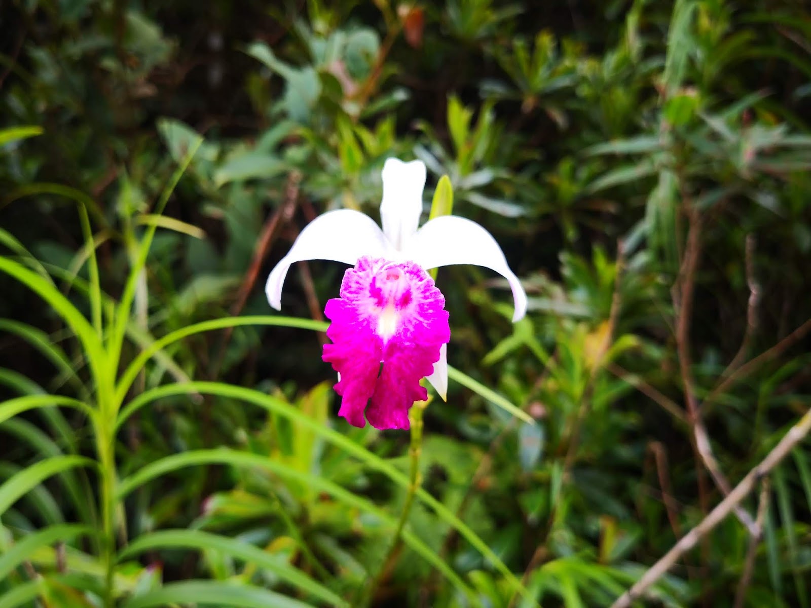 AZLAN RUMADI: HUJUNG MINGGU HIKING DI GUNUNG SERAPI, KUBAH NATIONAL ...