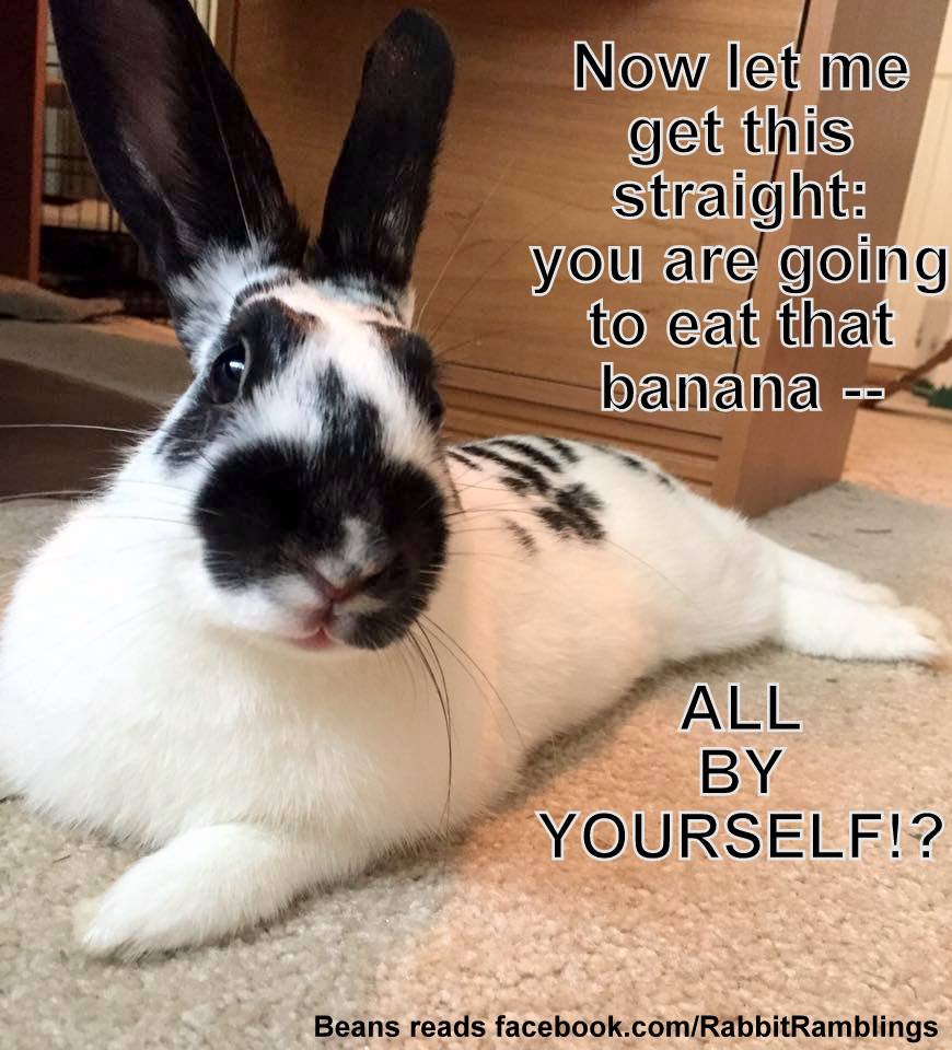 Rabbit Ramblings: Funny Bunny Memes