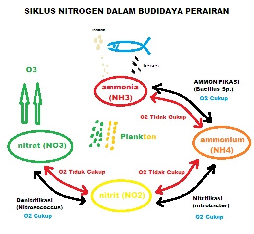 Aquaculture Engineering: SIKLUS NITROGEN DALAM BUDIDAYA PERAIRAN