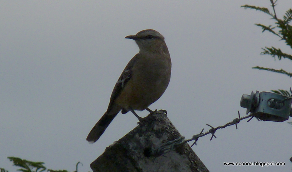 Aves del NOA y algo mas..: Calandria común
