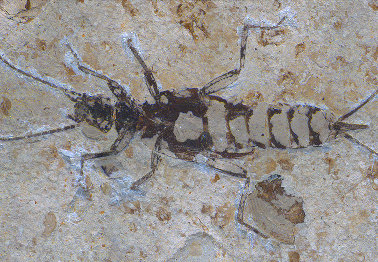 Species New to Science: [PaleoEntomology • 2016] Perissoderma ...