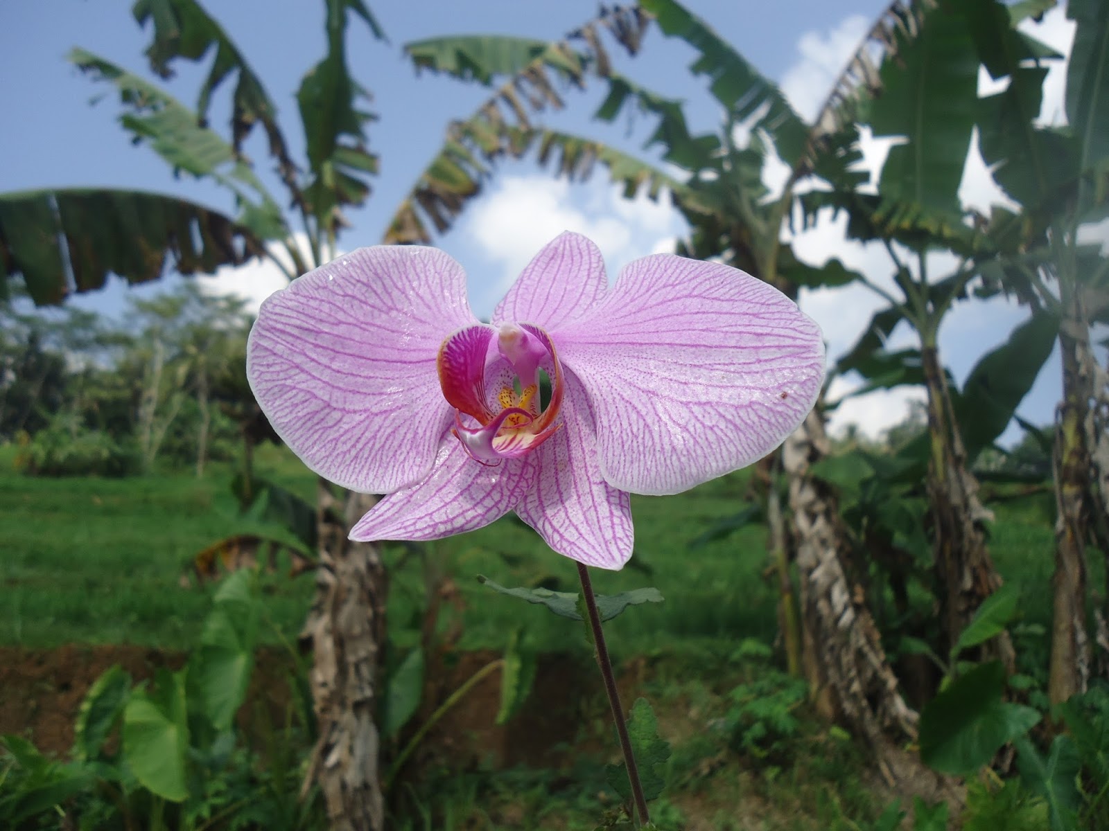 Wallpaper Bunga Anggrek Bulan Ungu Dan Pohon Pisang - Rumah Daun Muda