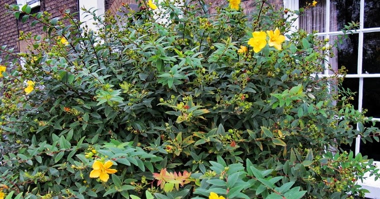 Plantas y flores: Hypericum patulum