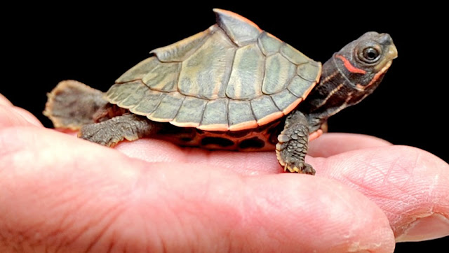 Reptile Research and Conservation Trust Of India: TURTLES Of INDIA