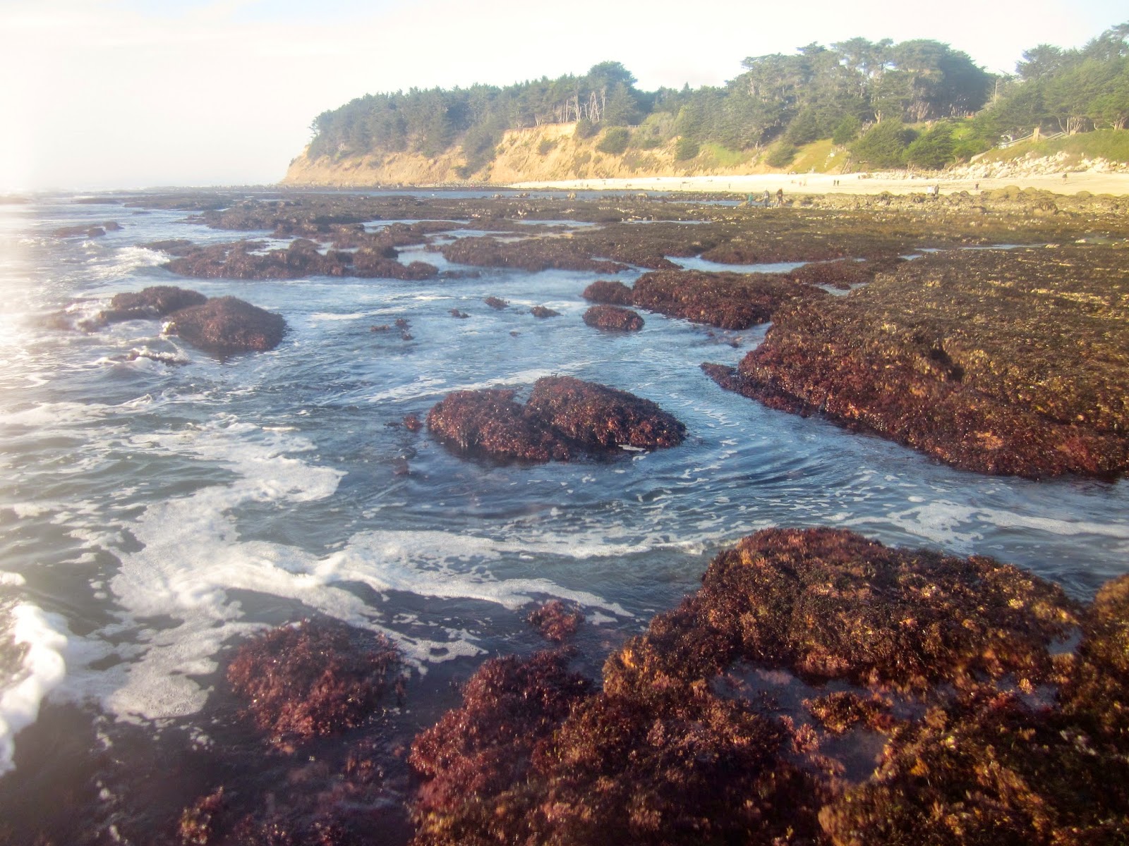Santa Cruz Mountains Trails: Tidepooling at the Fitzgerald Marine Preserve