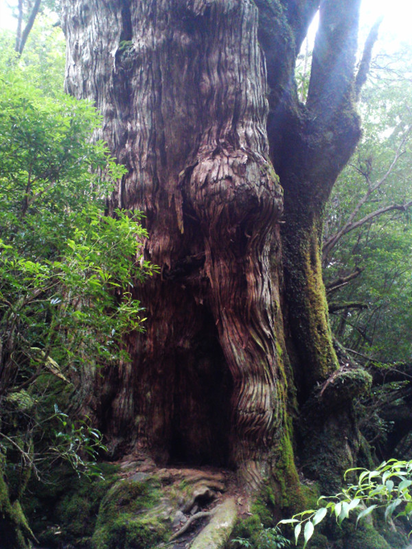 Yakushima Life: 2015
