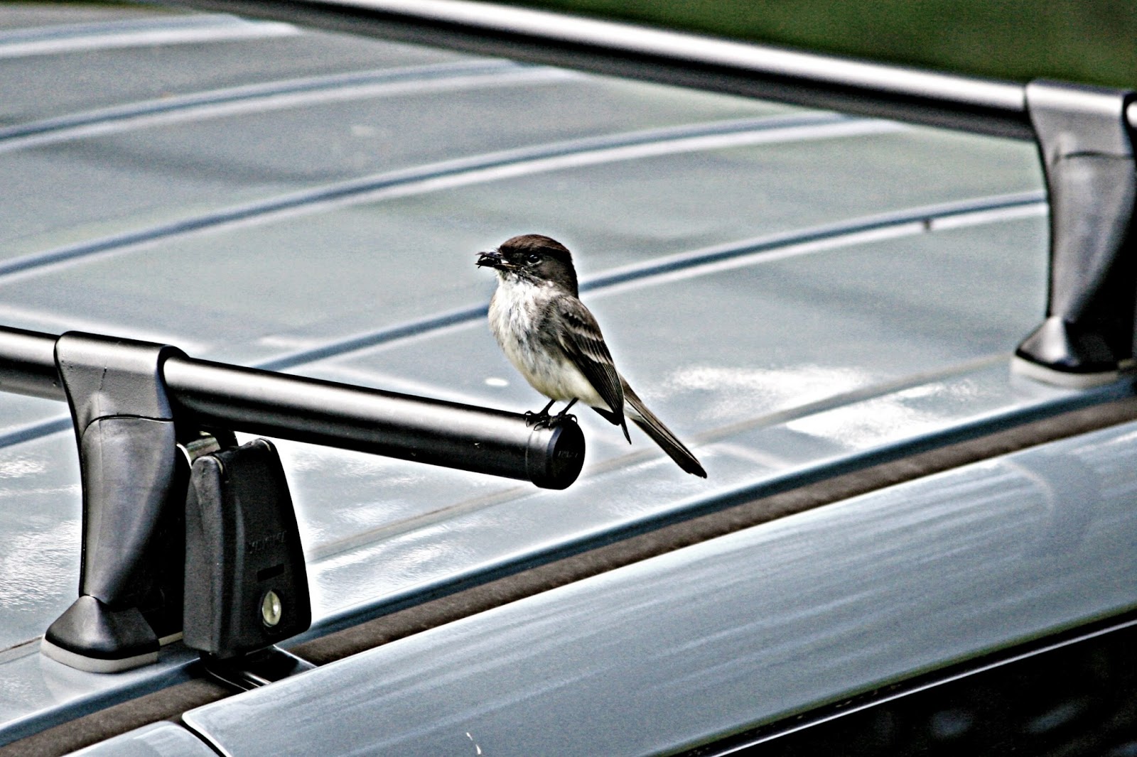 Two Bears Farm and the Three Cubs: Car Racks Make Good Bird Perches