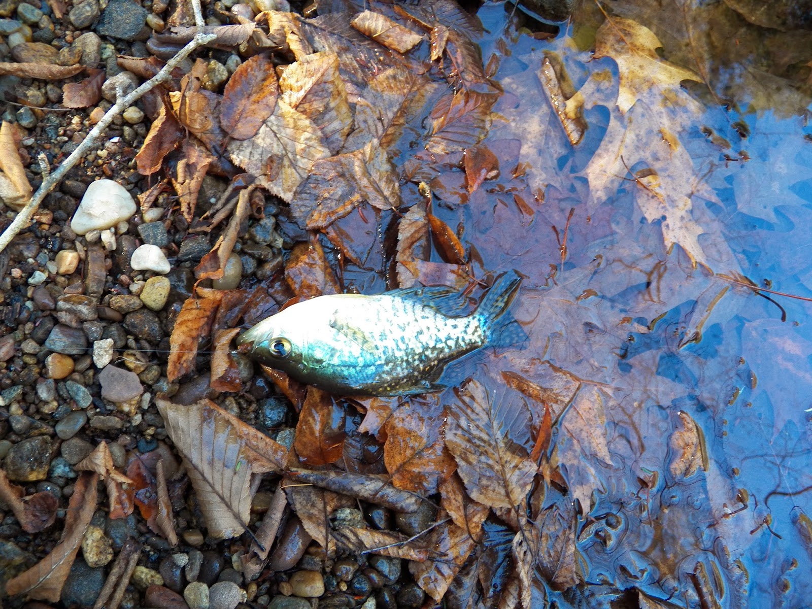 Connecticut Fly Angler: Weird Small Stream Fish