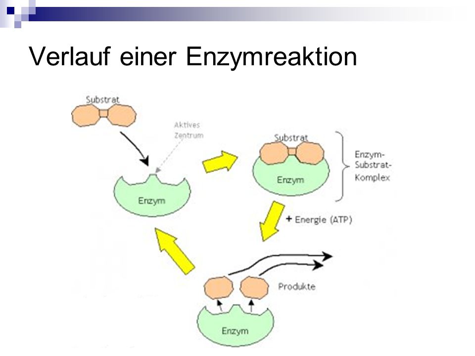 Enzymer Funktion