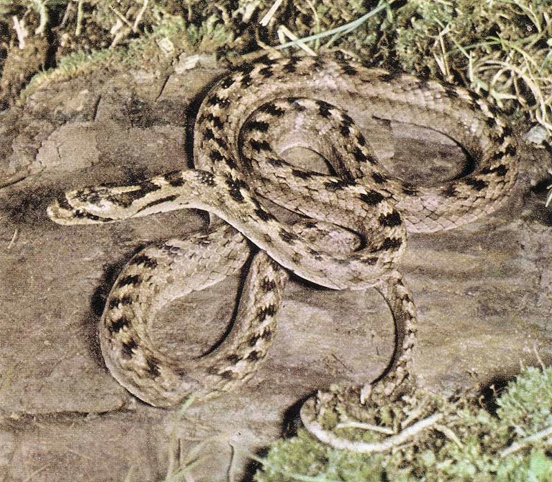 Serpenti, di tutto e di più: Colubro di riccioli