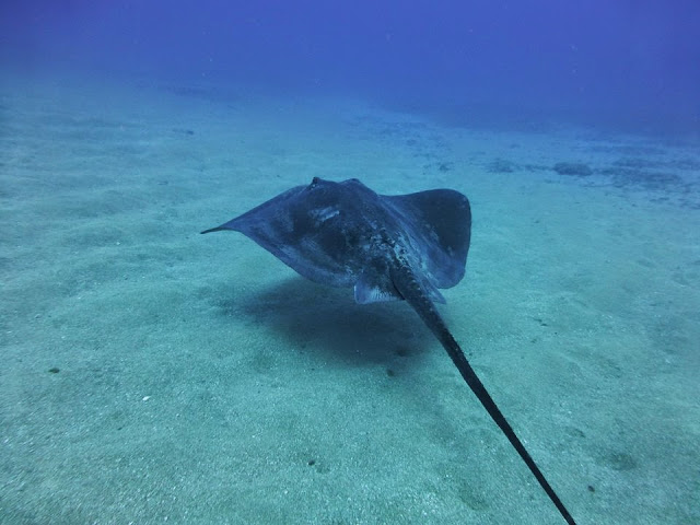 Canarian Sea: Runder Stechrochen – Taeniura grabata