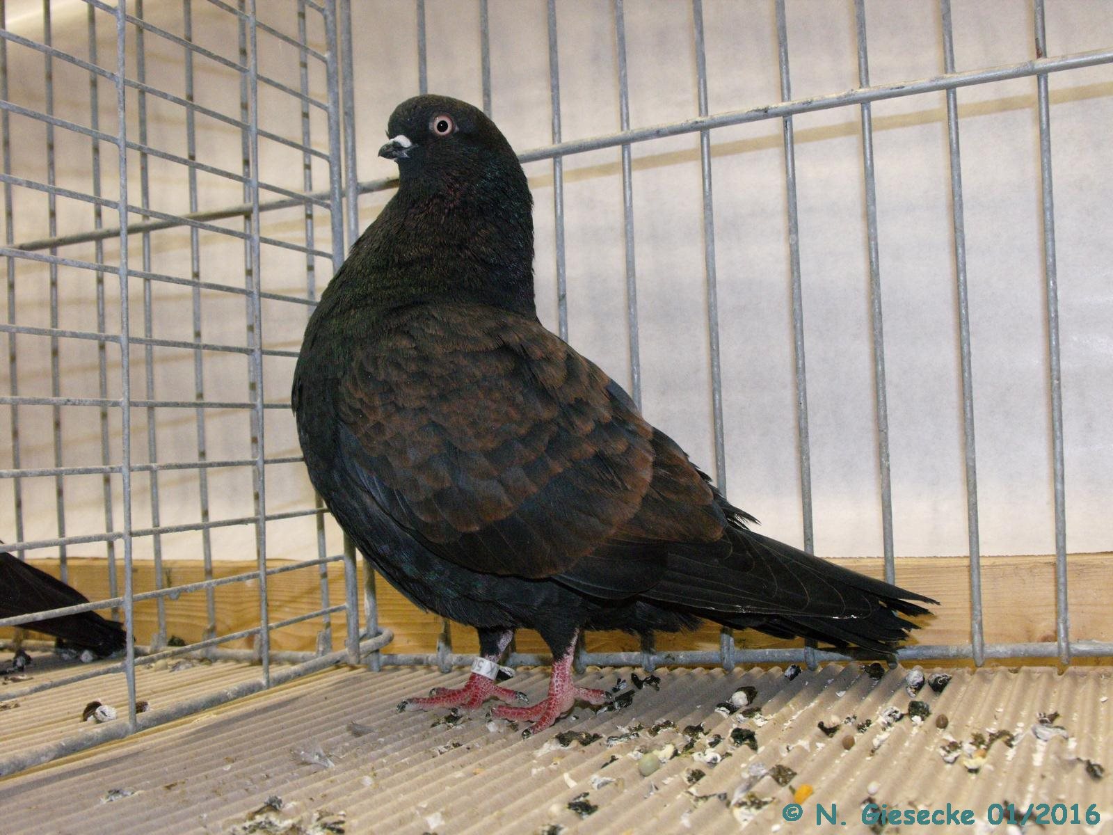 Portuguese Tumbler ( Cambalhota Português ) - Pigeons fall