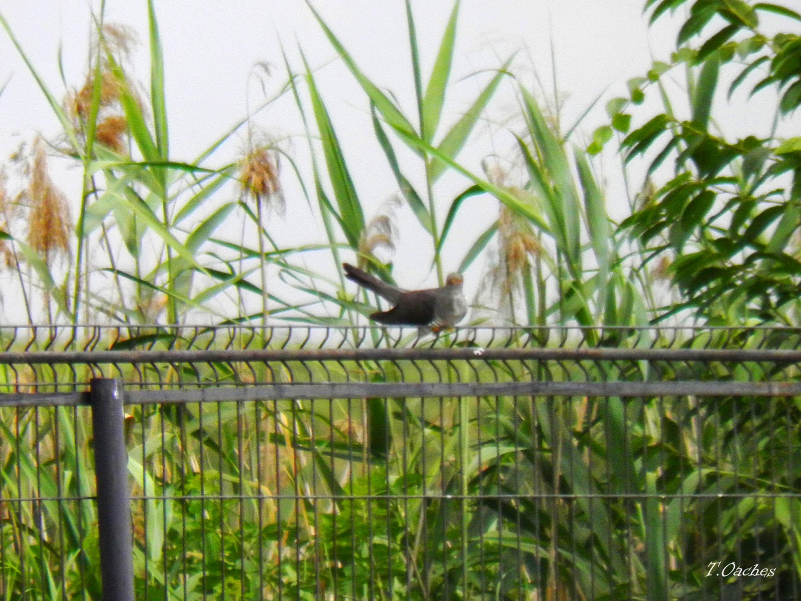 PASARI DIN ROMANIA: CUCUL (2), Cuculus canorus