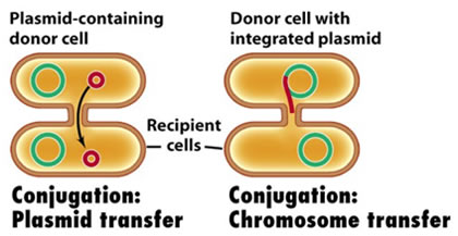 Plant Life: Bacterial Genetics
