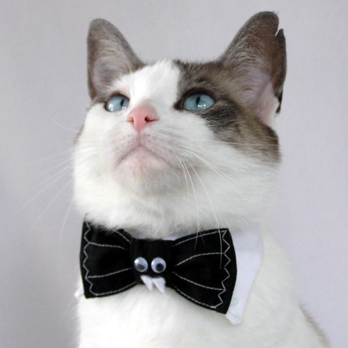 20 Adorable cats wearing ties | Amazing Creatures