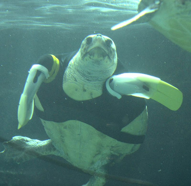 White Wolf : Sea turtle gets prosthetic flippers in Japan