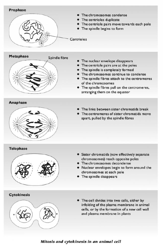 # 30 Mitosis | Biology Notes for A level