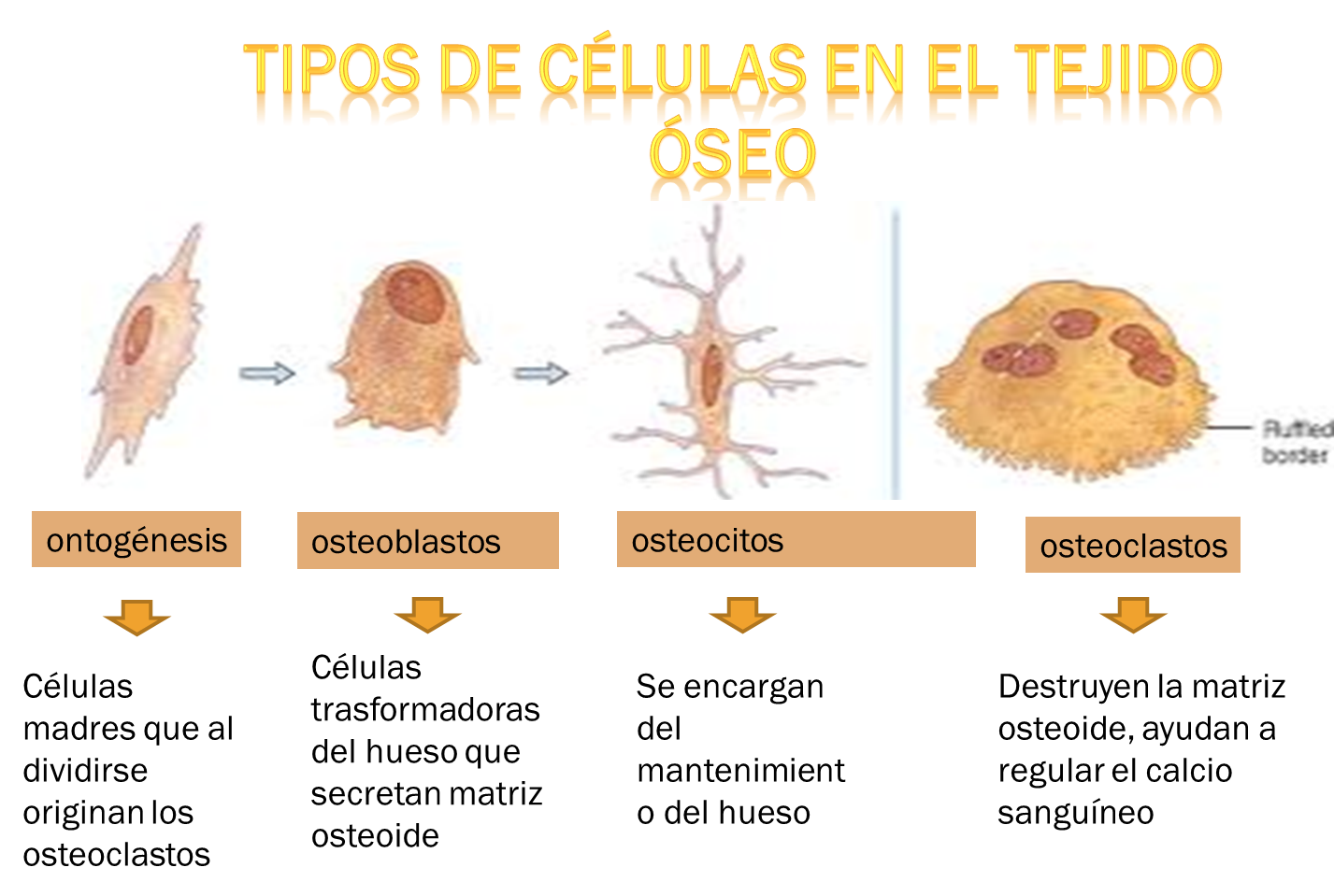 Explorando los Procesos de la Fisiologia Animal: UNIDAD I: Tejido Oseo ...