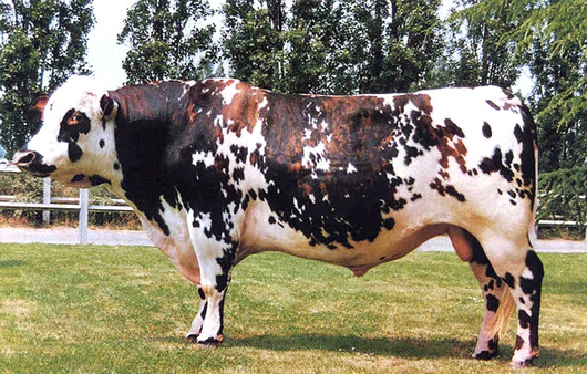 ASOCIACION ECOLOGISTA RIO MOCORETA: RAZA BOVINA NORMANDO