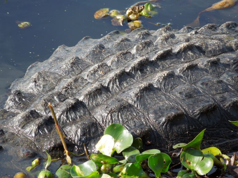 H-Town-West Photo Blog: Alligators - Where to see them in their natural ...